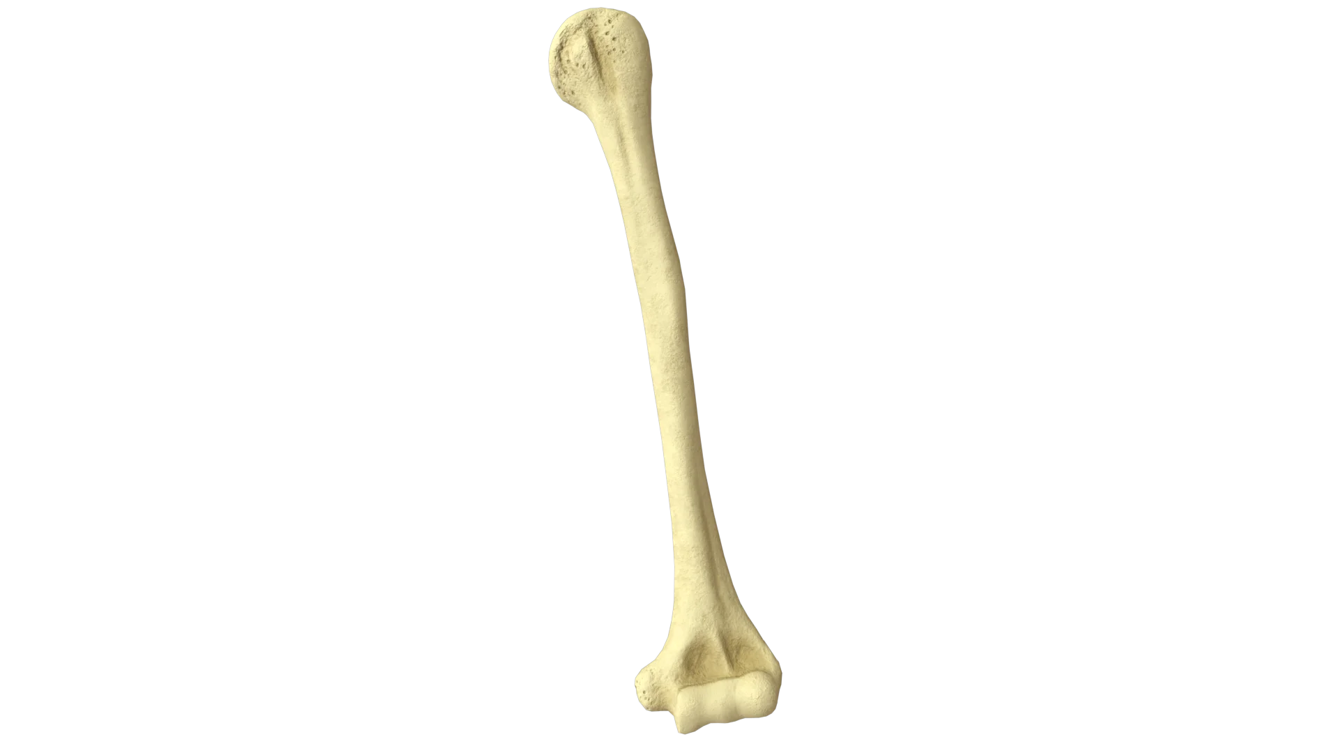 3D Anatomy Model of Humerus (Left) | VOKA